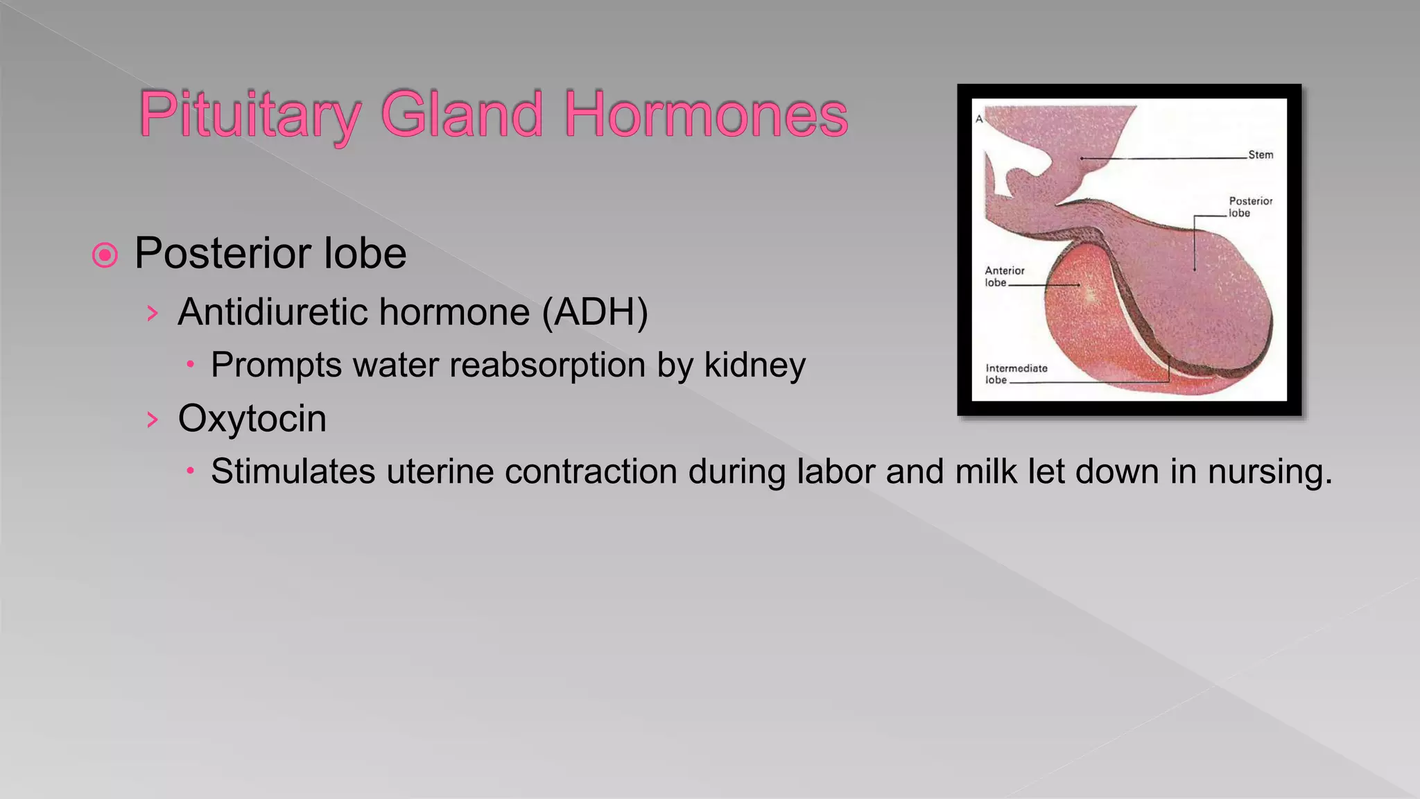 Endocrine system | PPT