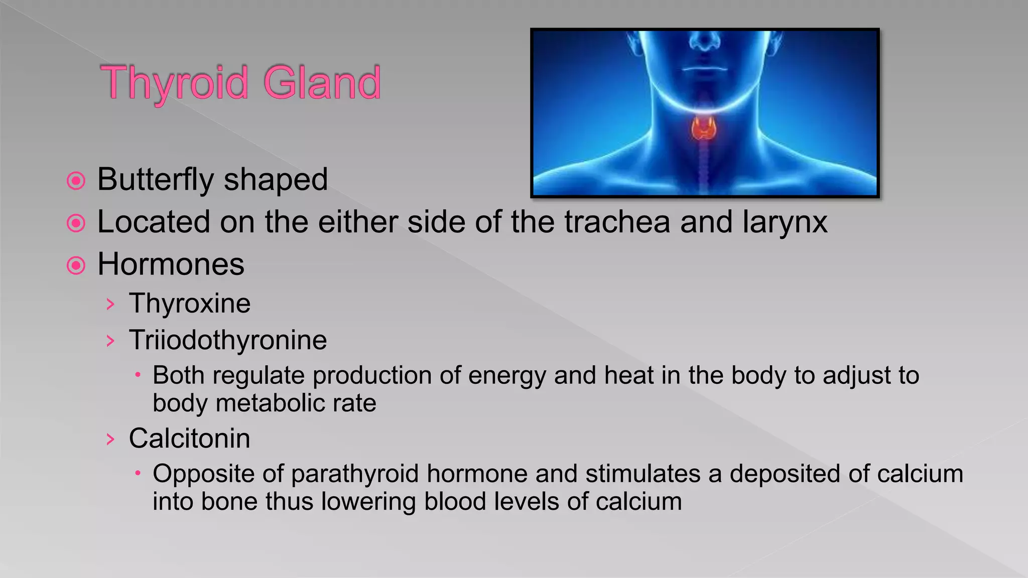 Endocrine system | PPT