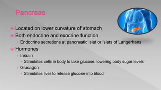 Endocrine system | PPT