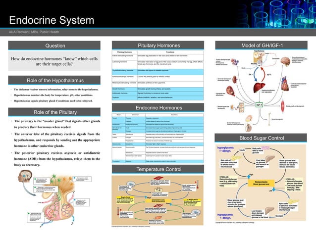 Endocrine system | PDF | Endocrine and Metabolic Diseases | Diseases and Conditions