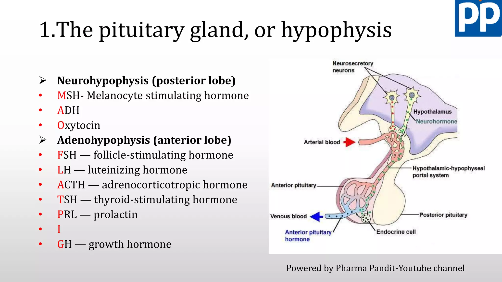 Endocrine system | PPTX