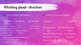 Endocrine system | PPTX