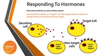 Endocrine system | PPTX