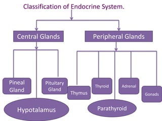 Endocrine System | PPT