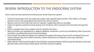 Endocrine system | PPT