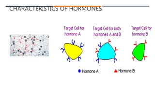 Endocrine system | PPTX