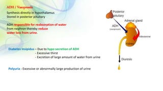 Endocrine system | PPTX