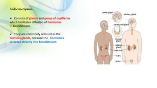 Endocrine system | PPTX