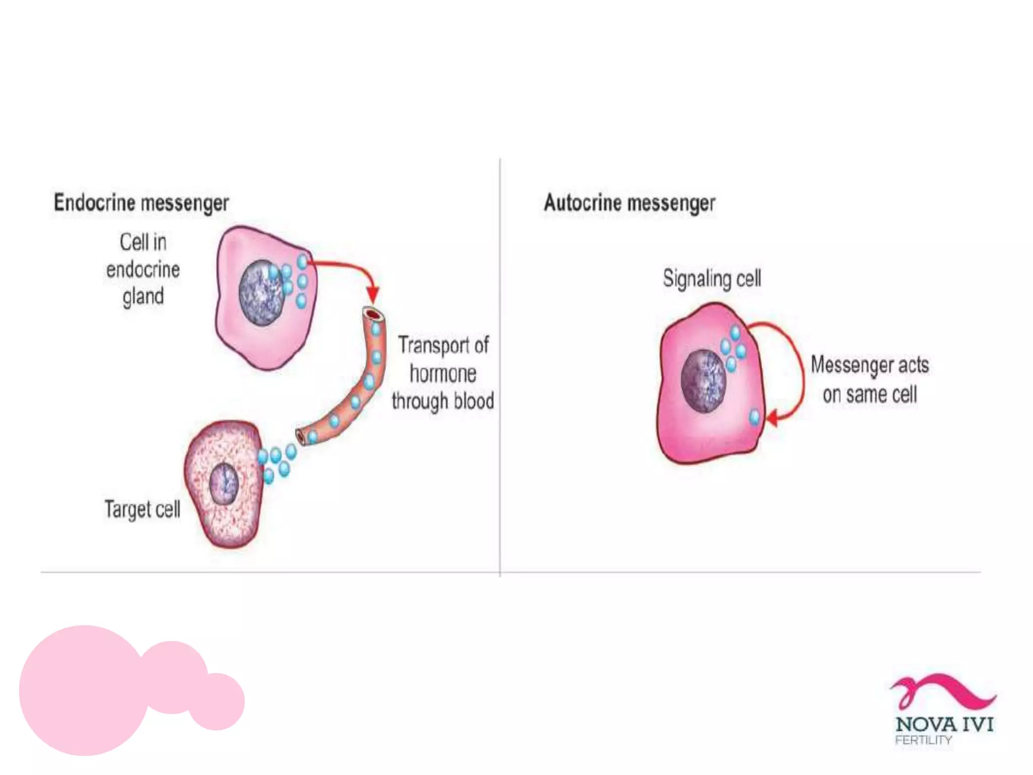Endocrine System.pptx