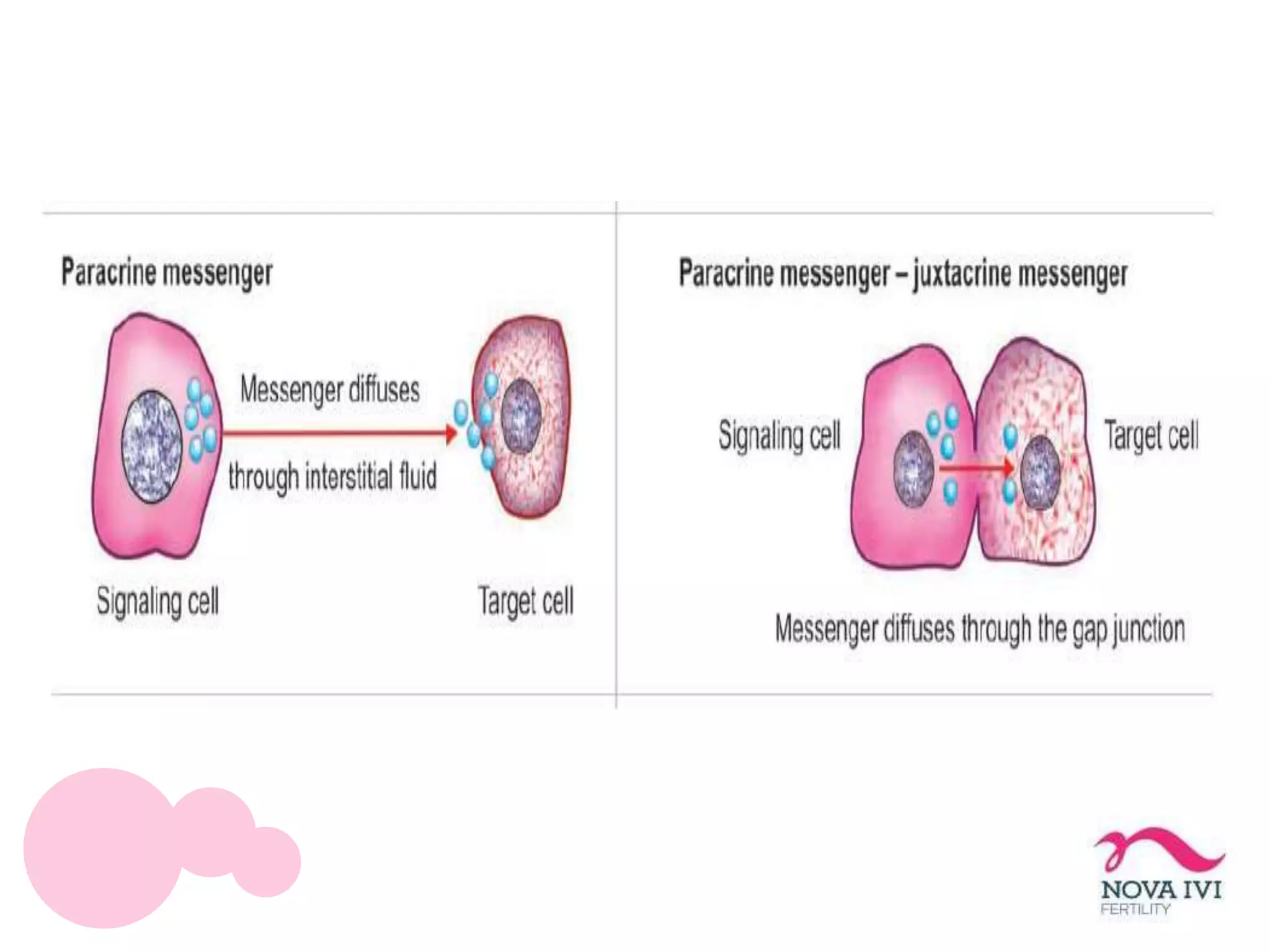 Endocrine System.pptx
