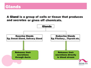 Endocrine System.pptx