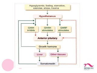 Endocrine System Hormone Flow Chart