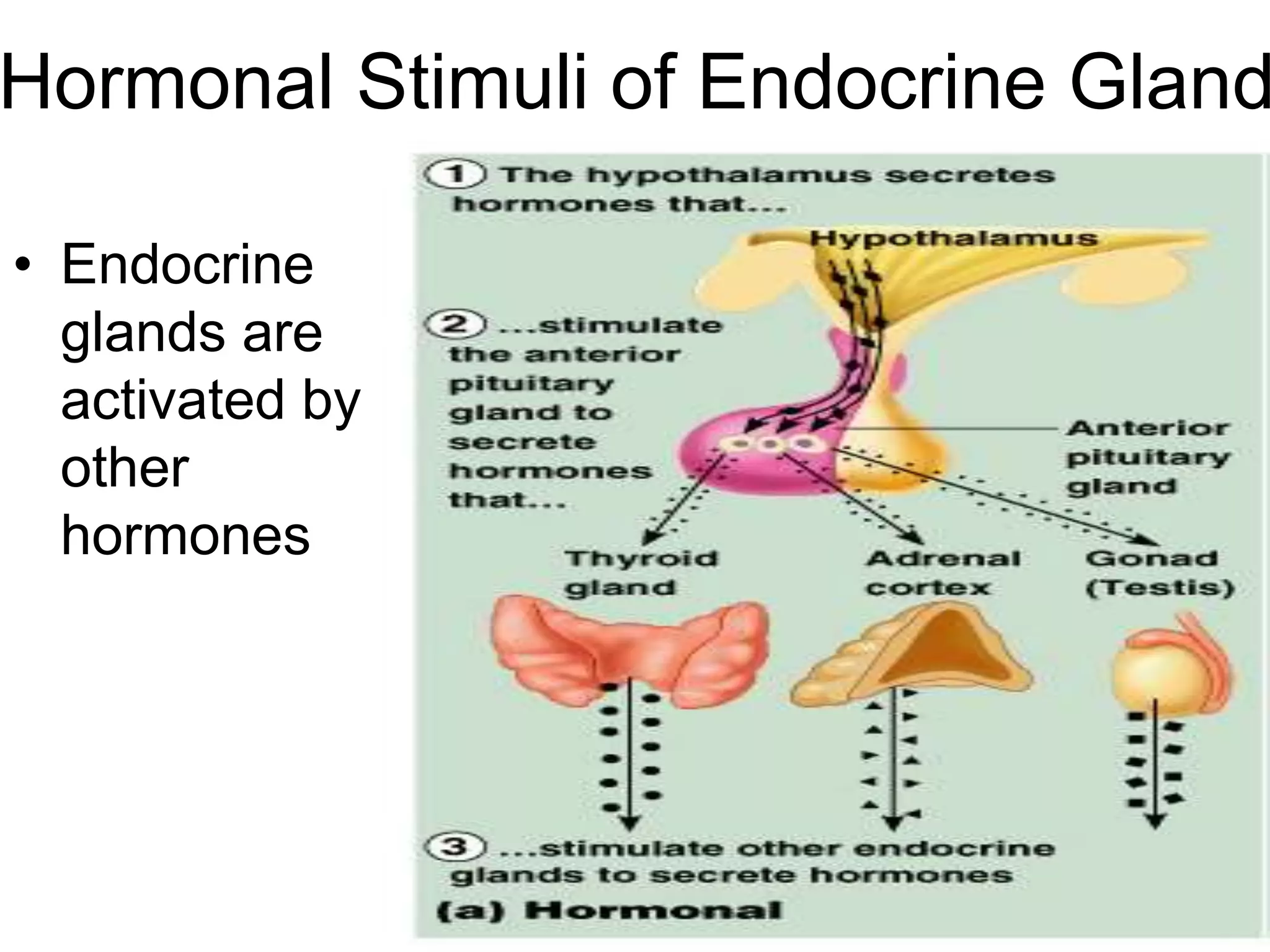 Endocrine System.ppt