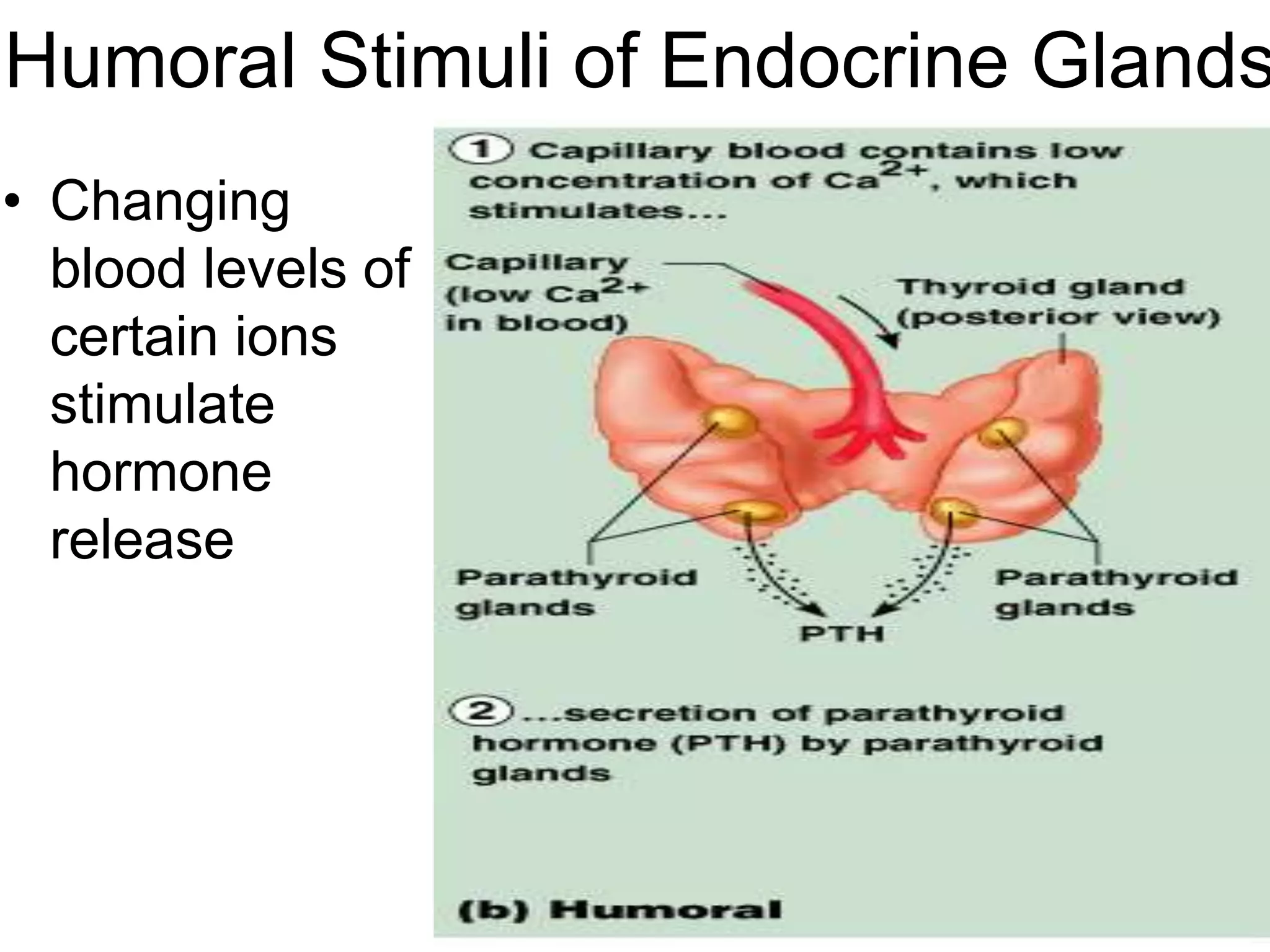 Endocrine System.ppt