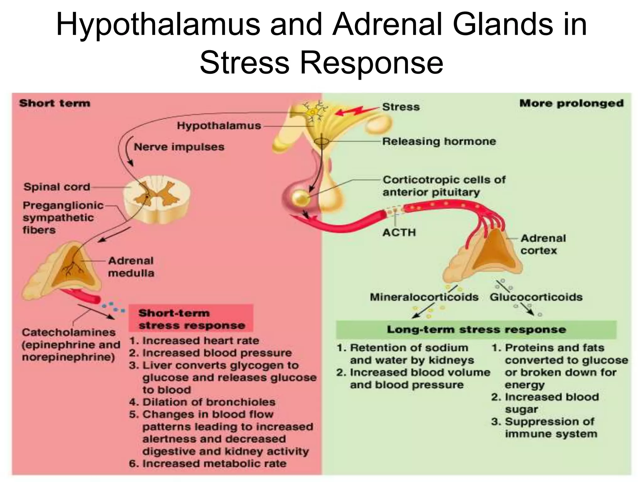 Endocrine System.ppt