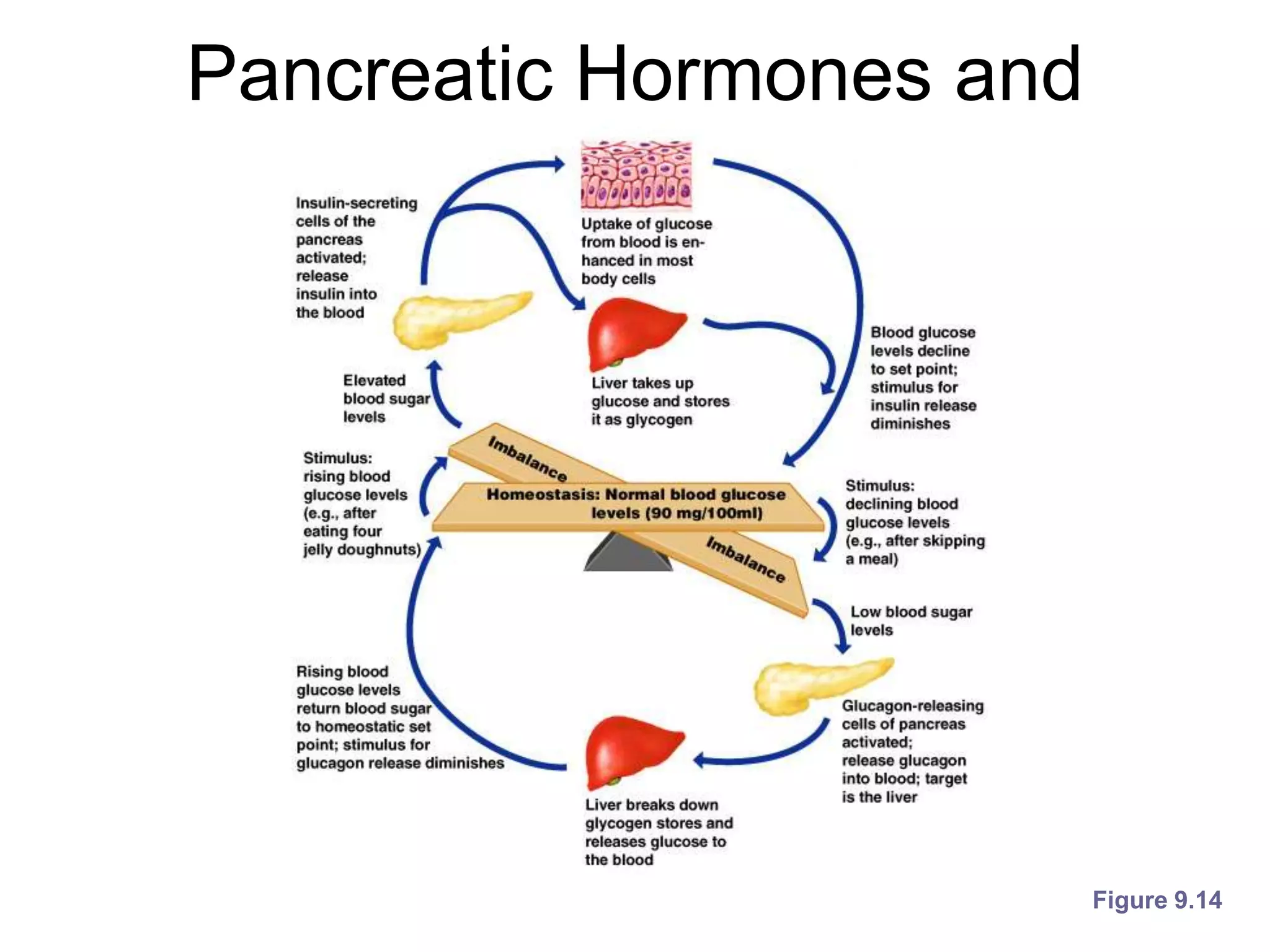 Endocrine System.ppt