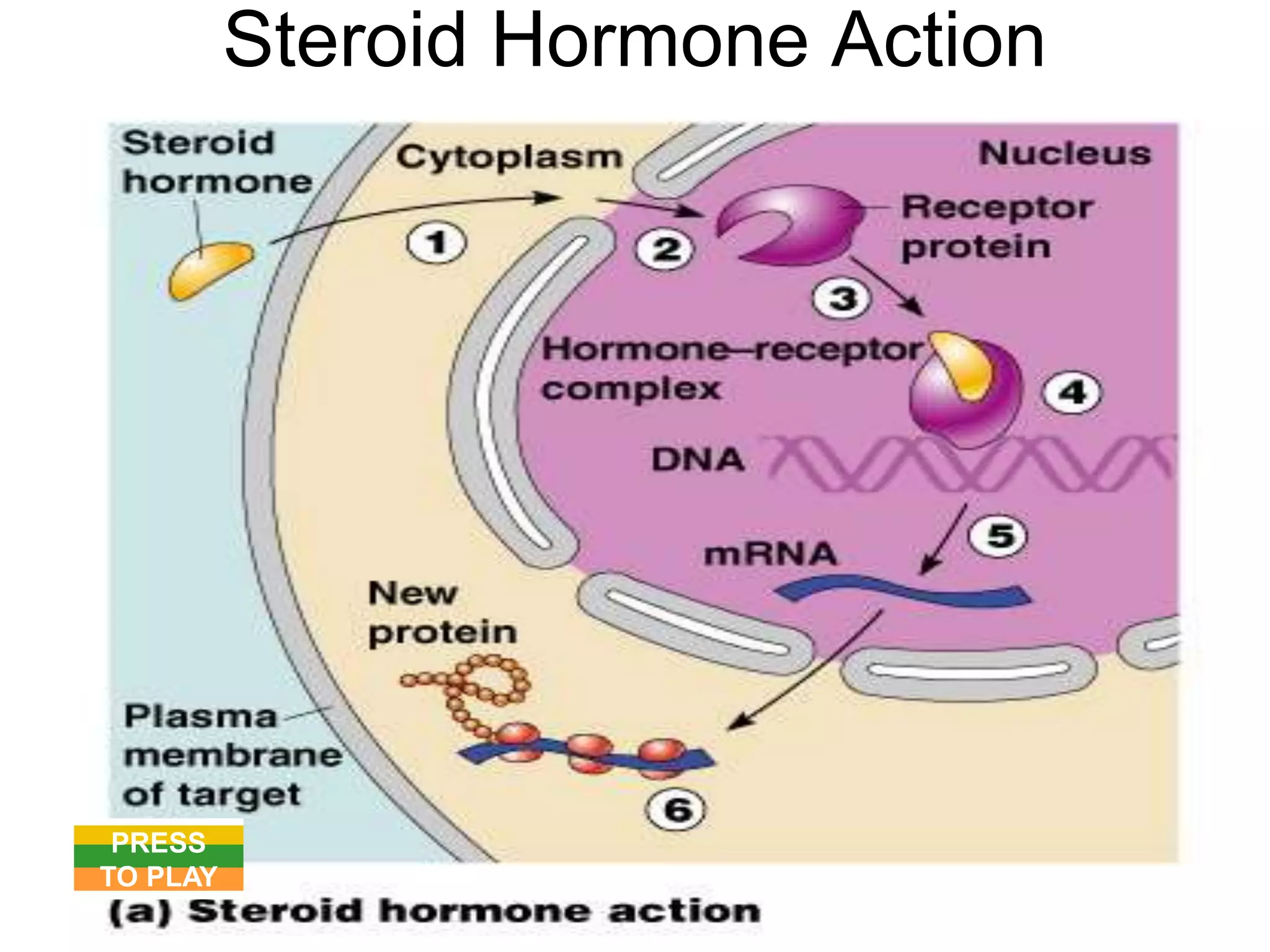 Endocrine System.ppt