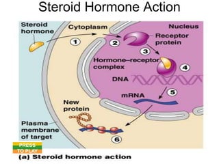Endocrine System.ppt