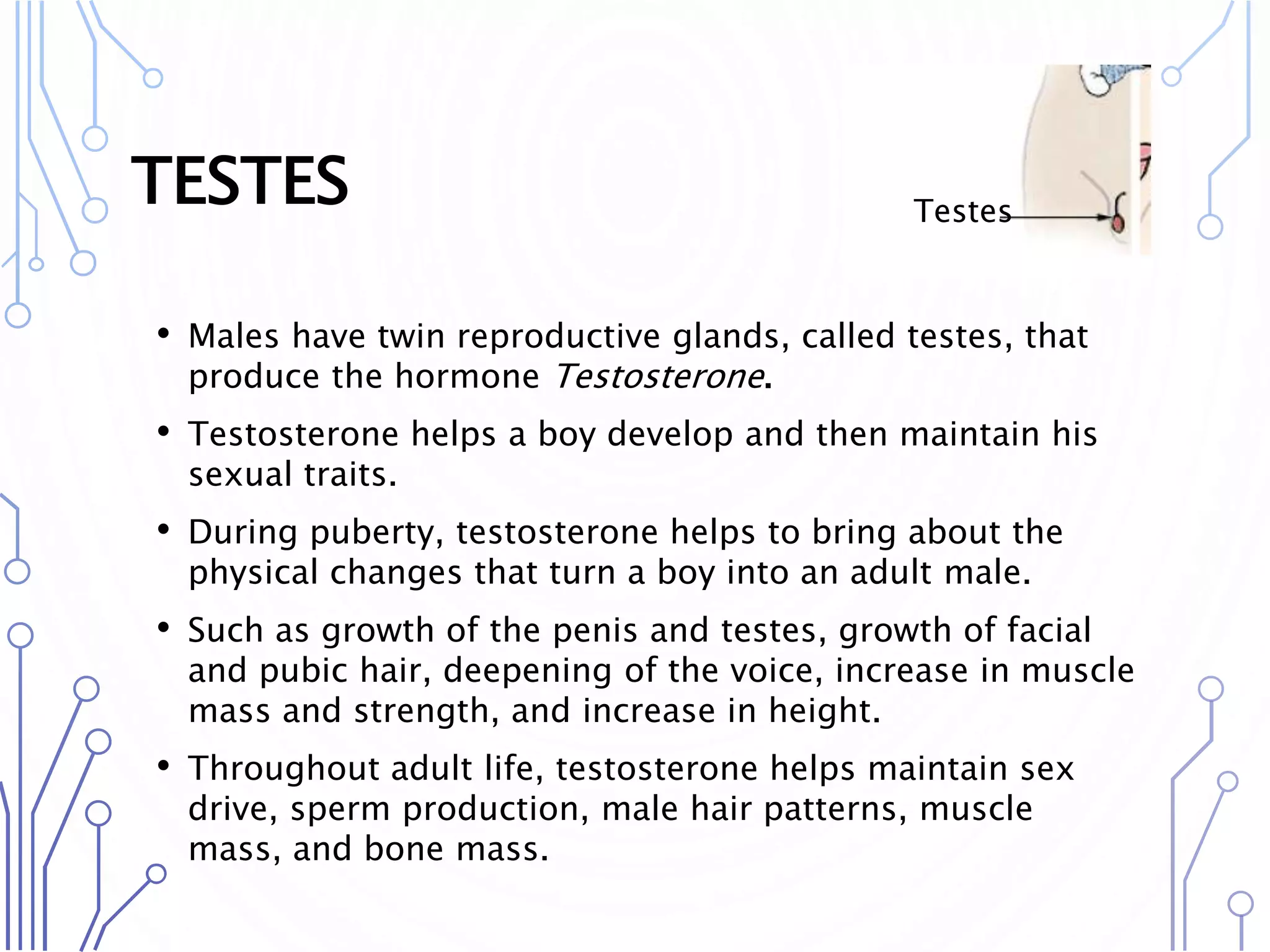 ENDOCRINE SYSTEM.pptx