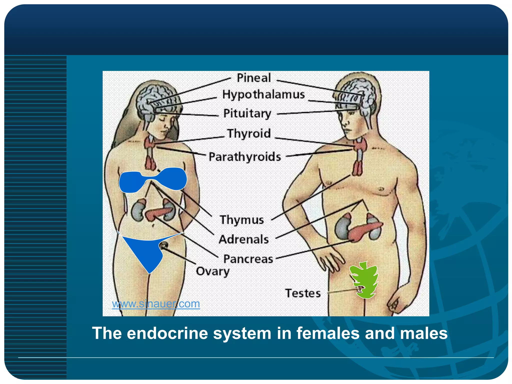 Endocrine System.ppt