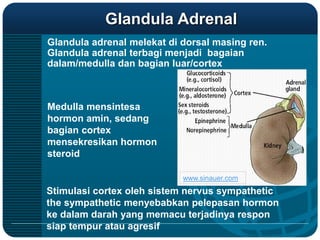 Endocrine System.ppt