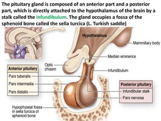 Endocrine System.ppt