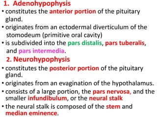 Endocrine System.ppt