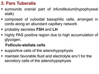 Endocrine System.ppt