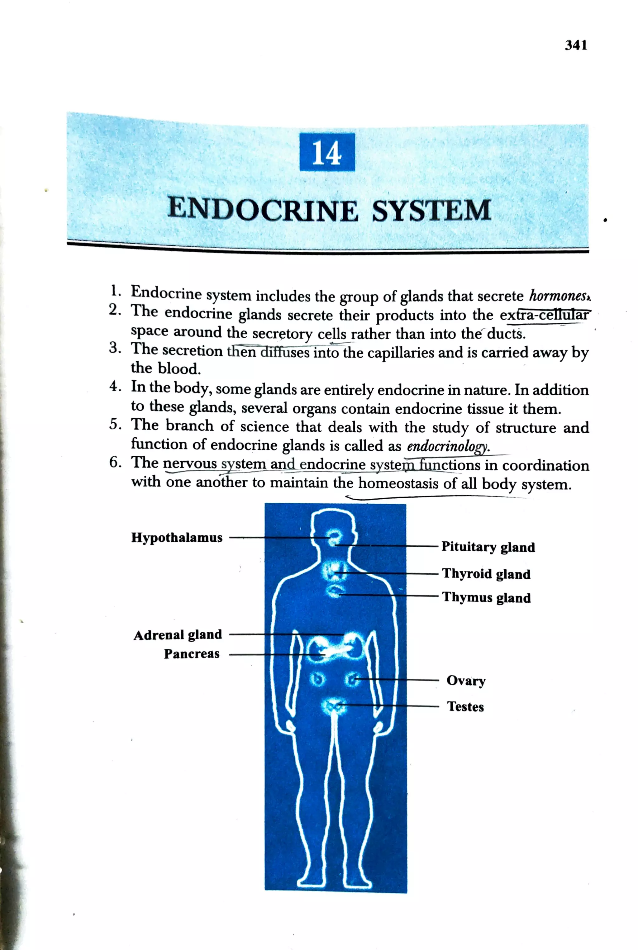 Endocrine System.pdf | Thyroid Disorders | Endocrine and Metabolic Diseases