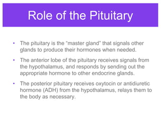 endocrine_system.ppt