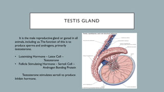 Endocrine System .pdf