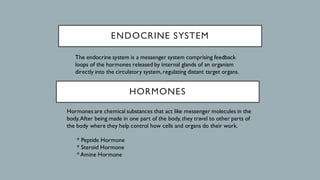 Endocrine System .pdf