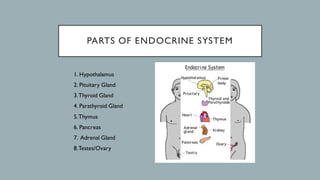 Endocrine System .pdf