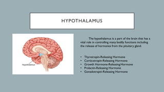 Endocrine System .pdf