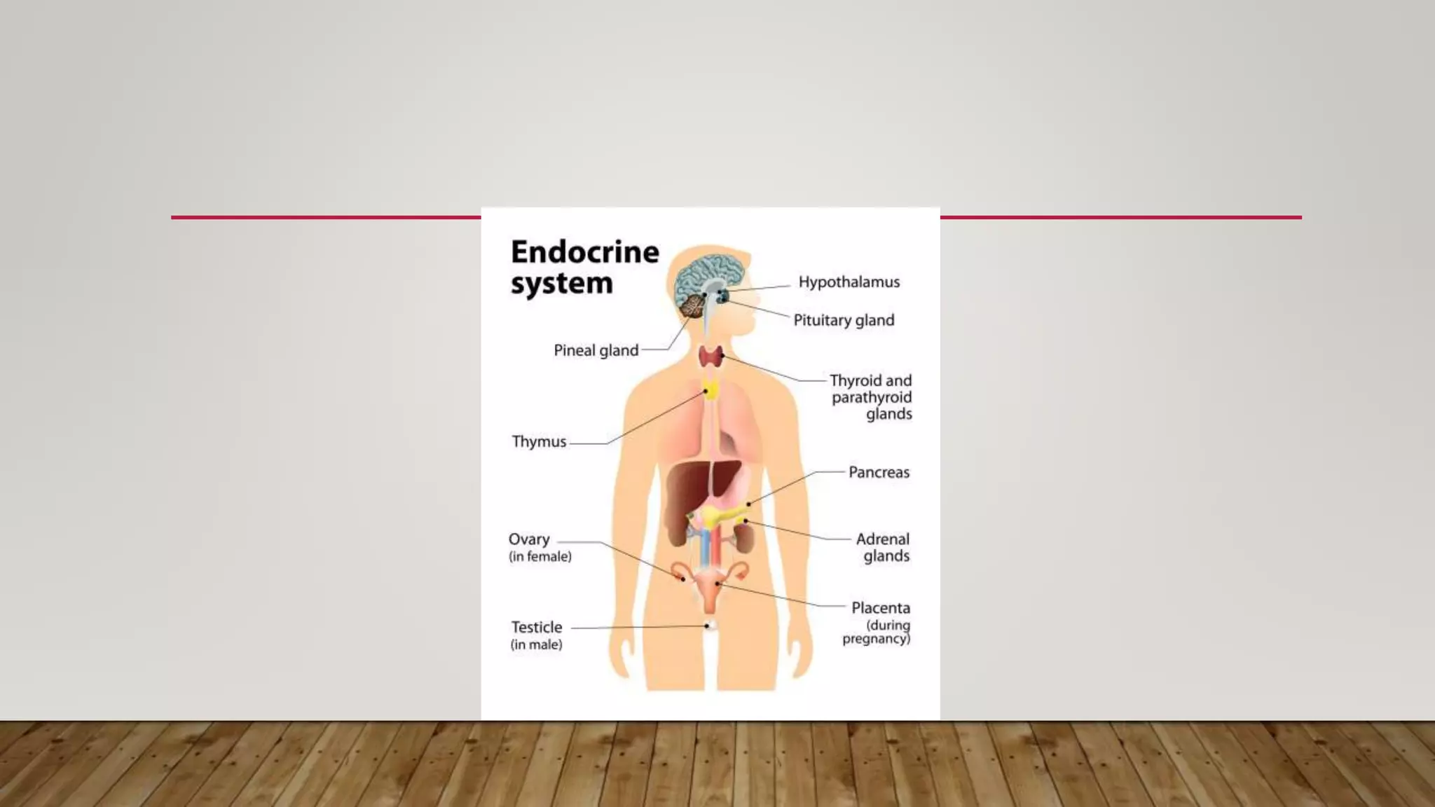 ENDOCRINE SYSTEM.pptx