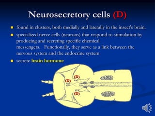 ENDOCRINE+SYSTEM.ppt