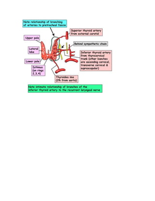 Endocrine system.docx