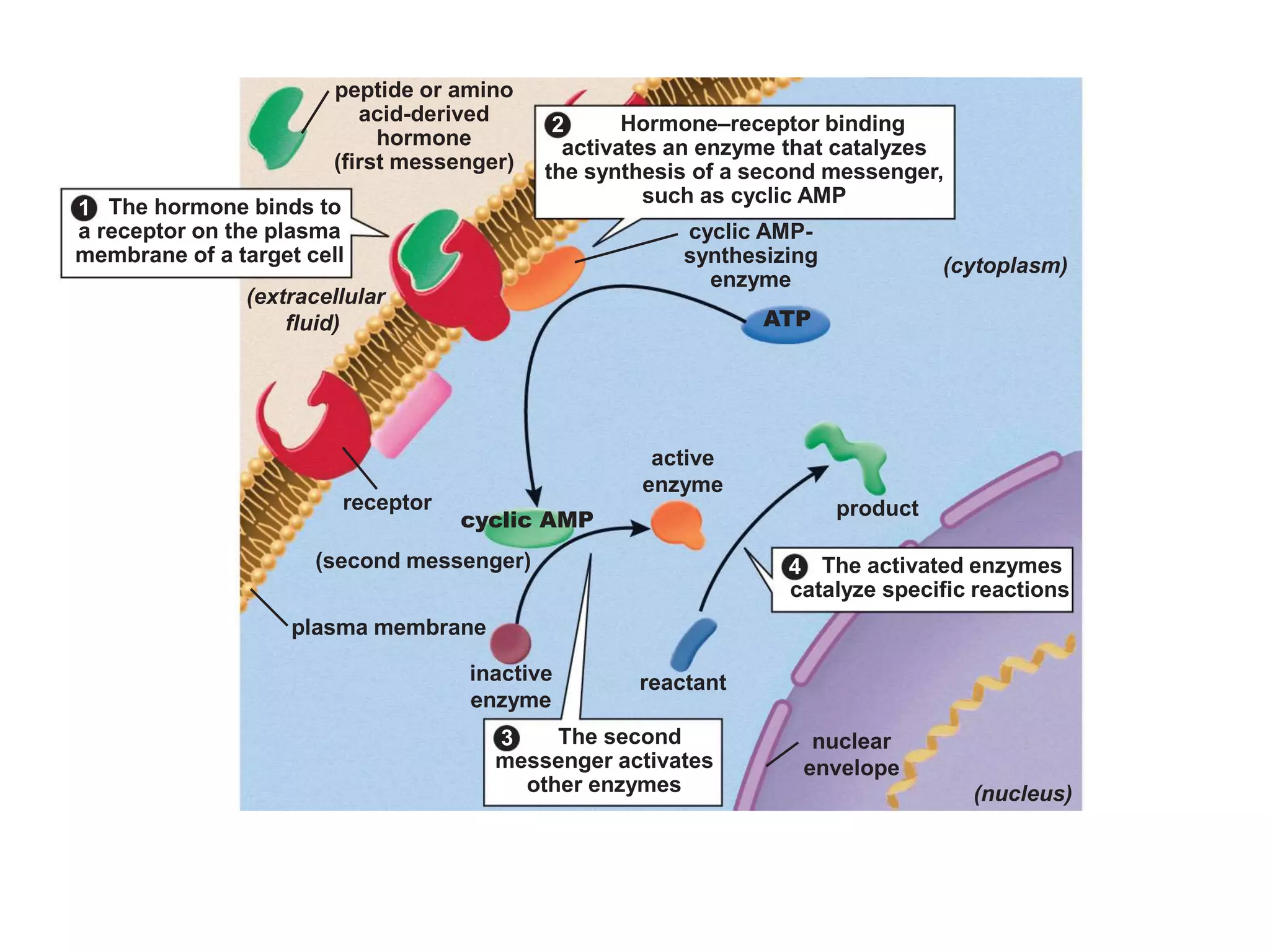 endocrine_system.ppt