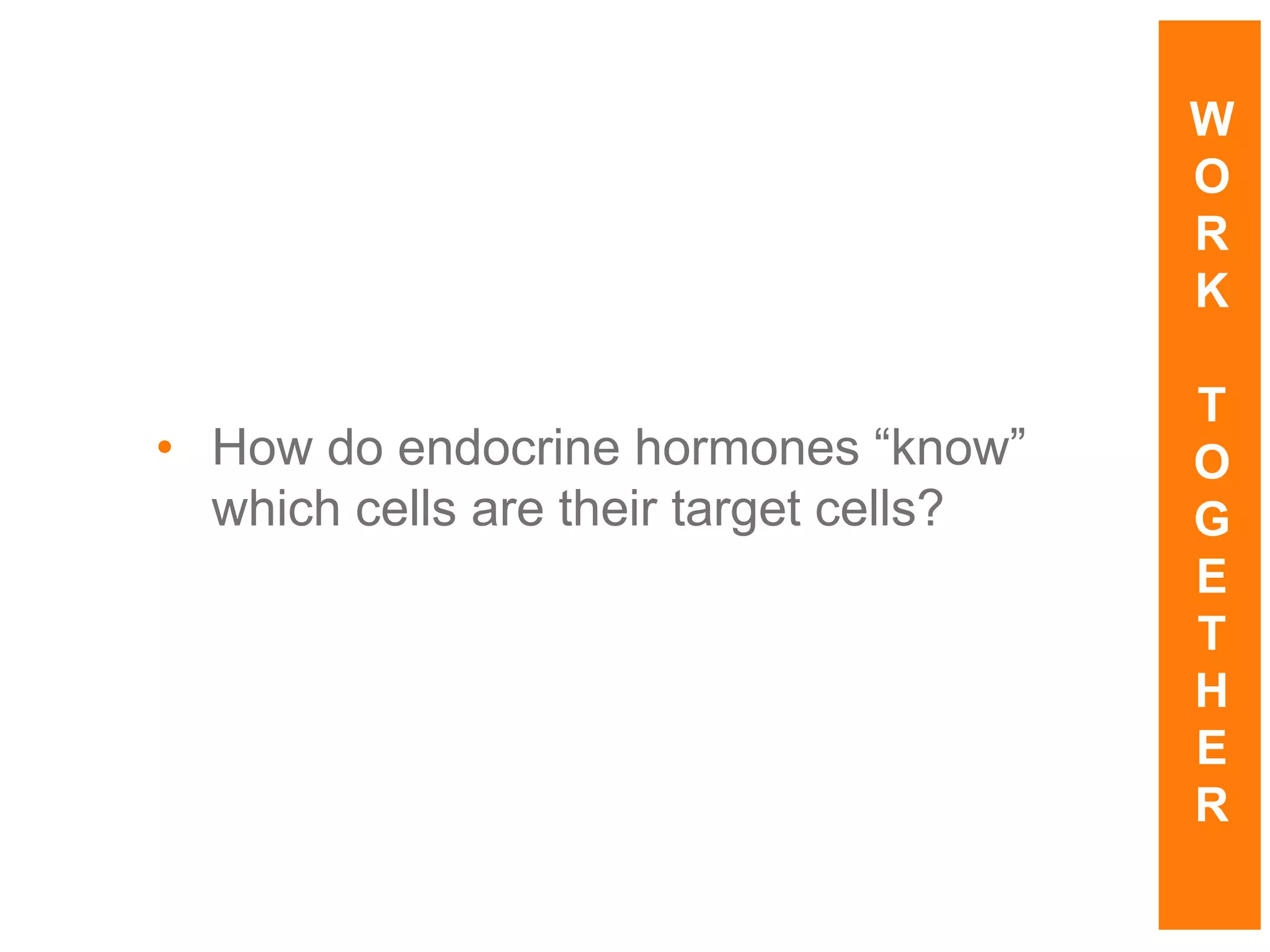 endocrine_system.ppt