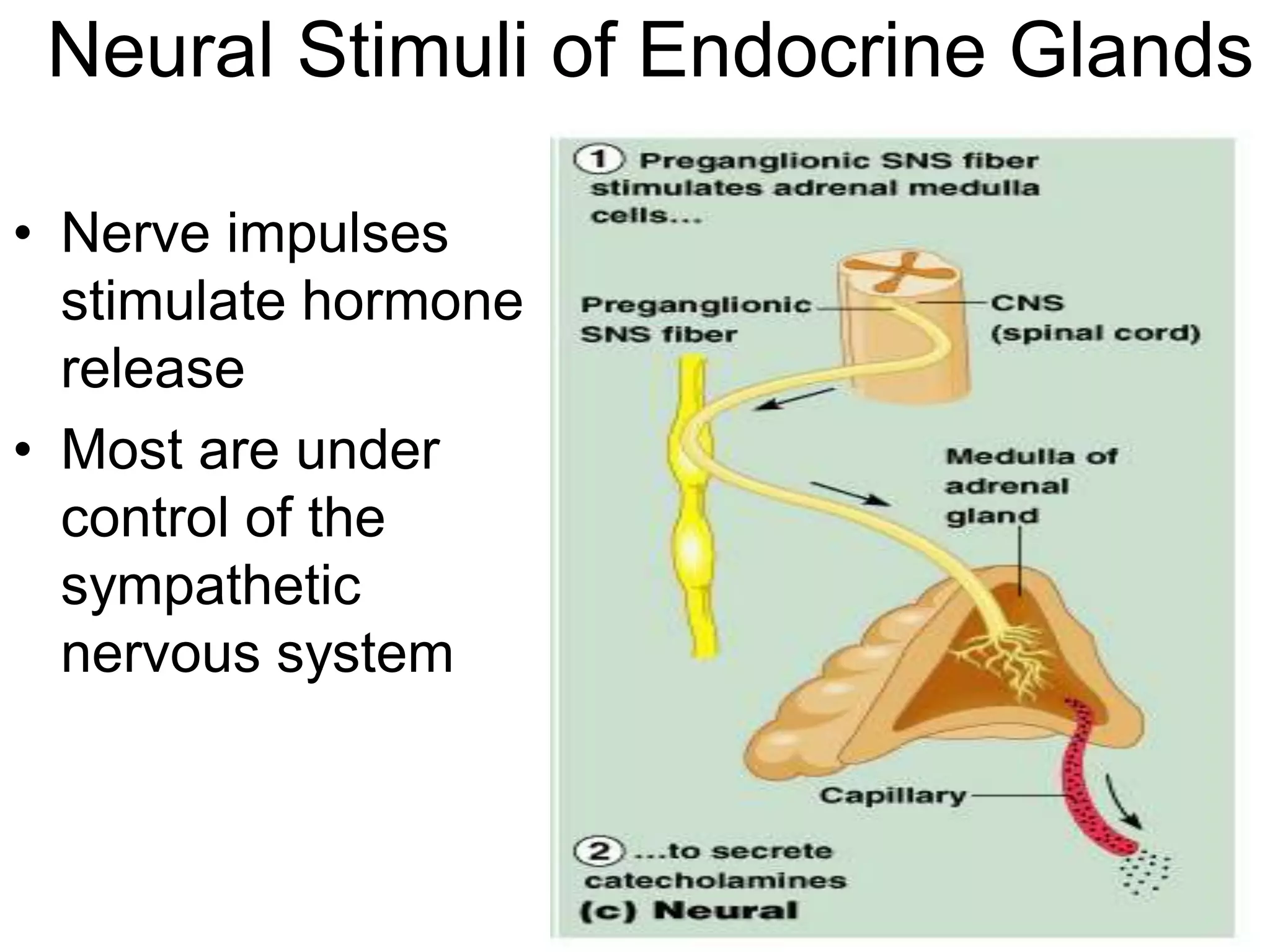 Endocrine System.pdf