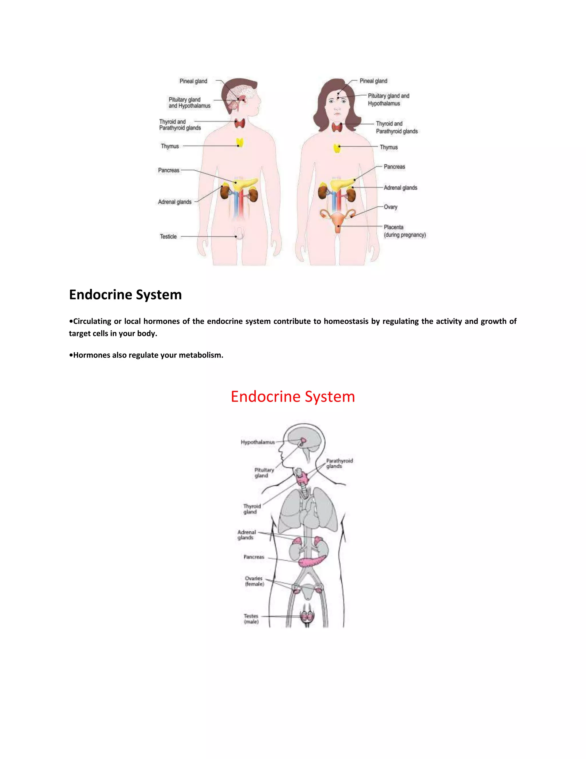 Endocrine System.docx