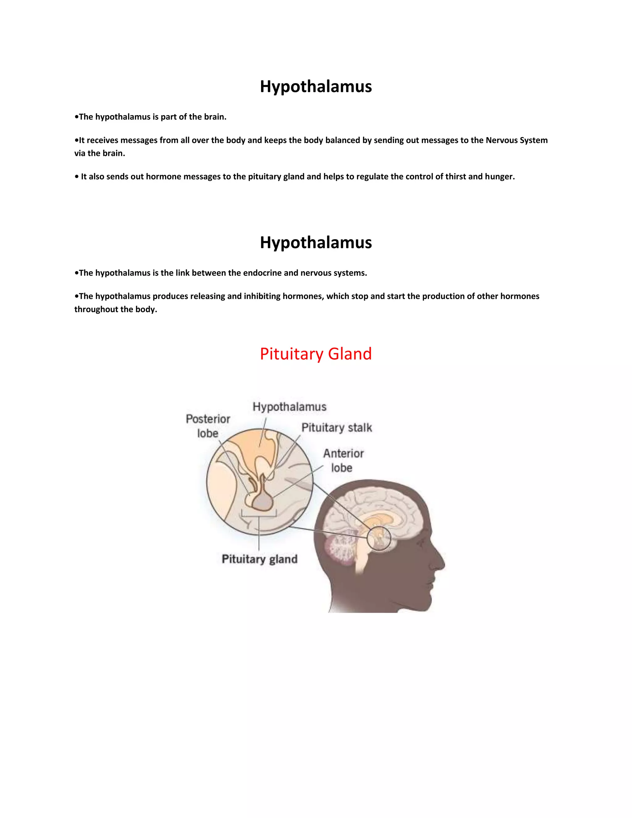 Endocrine System.docx