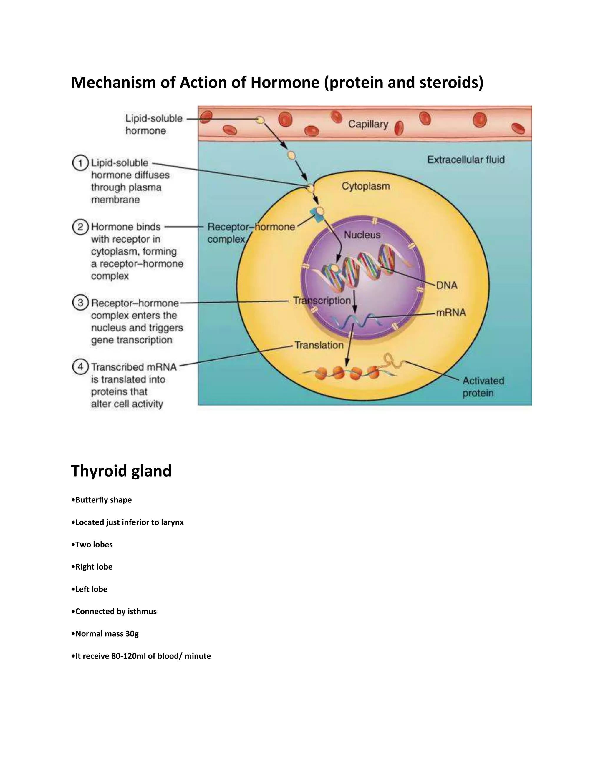 Endocrine System.docx