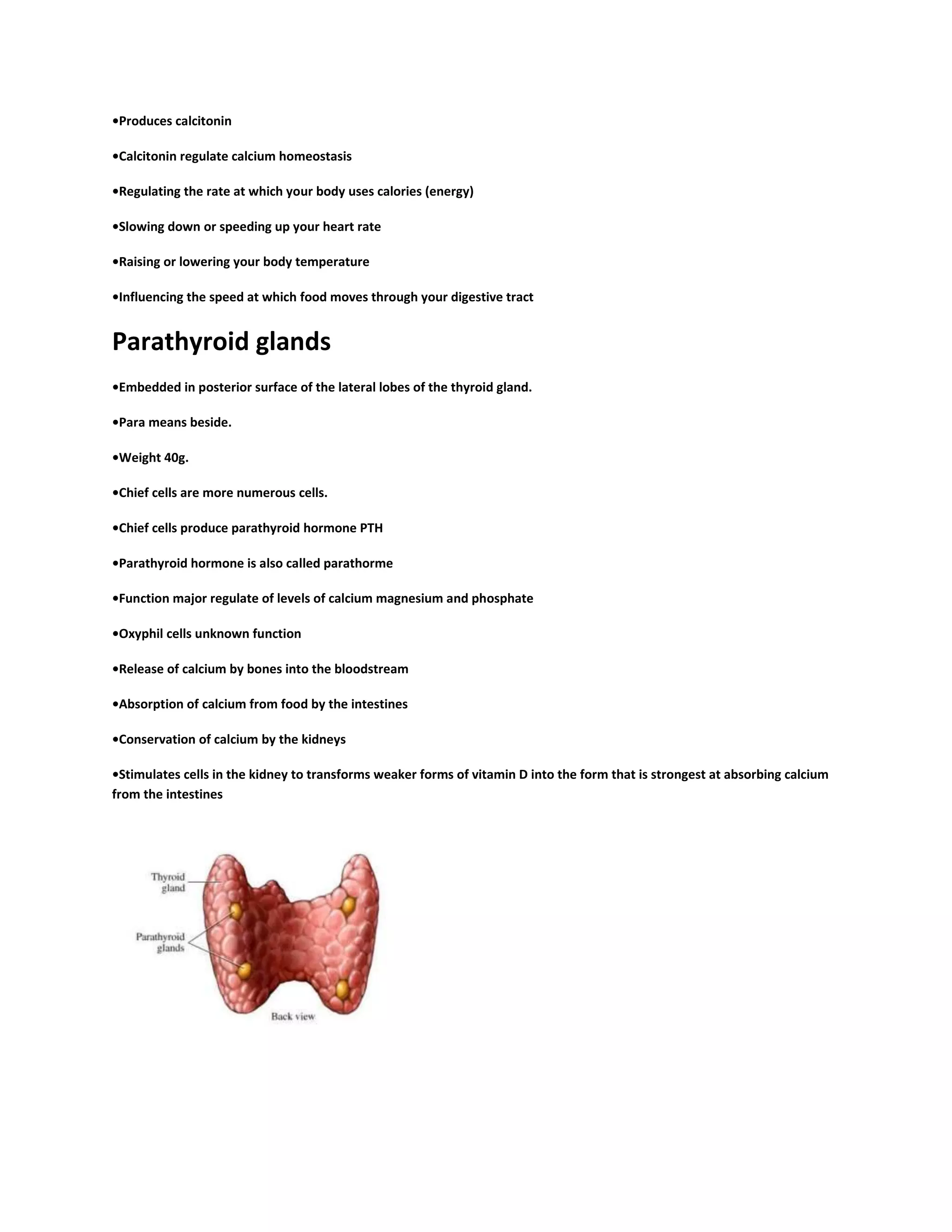 Endocrine System.docx