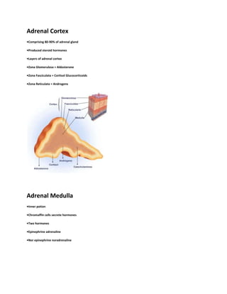 Endocrine System.docx