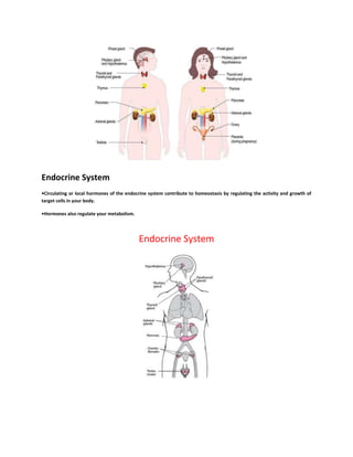 Endocrine System.docx
