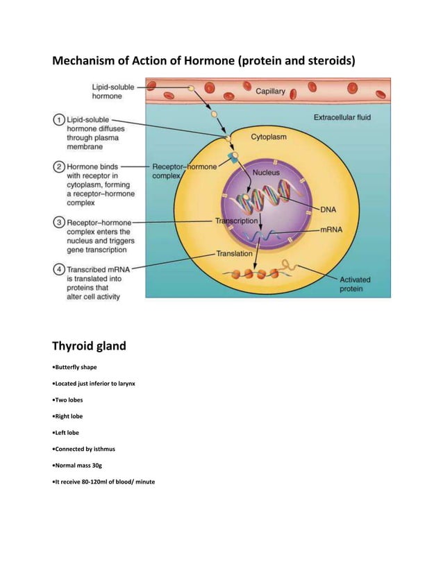 Endocrine System.docx