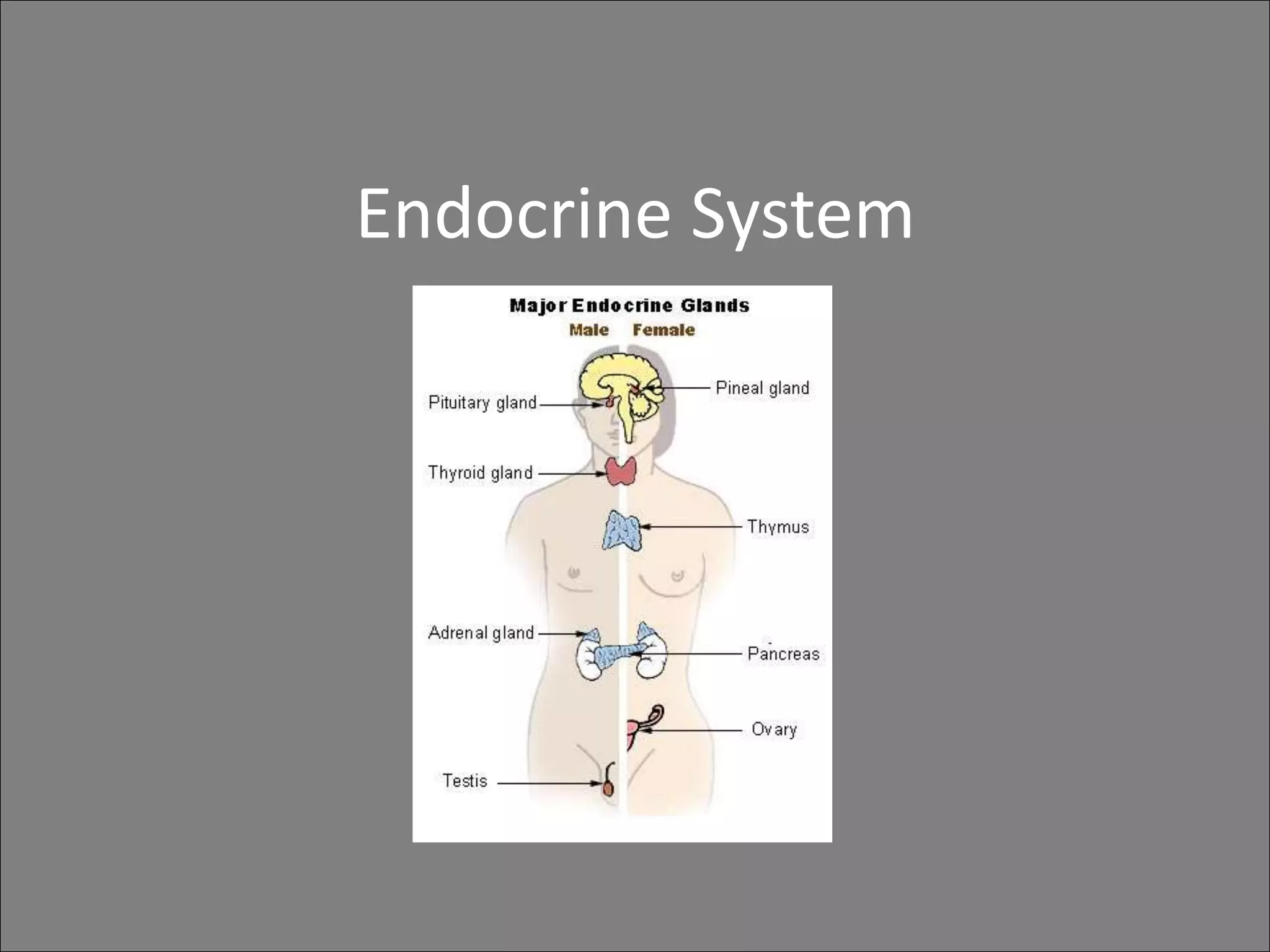 Endocrine System.ppt