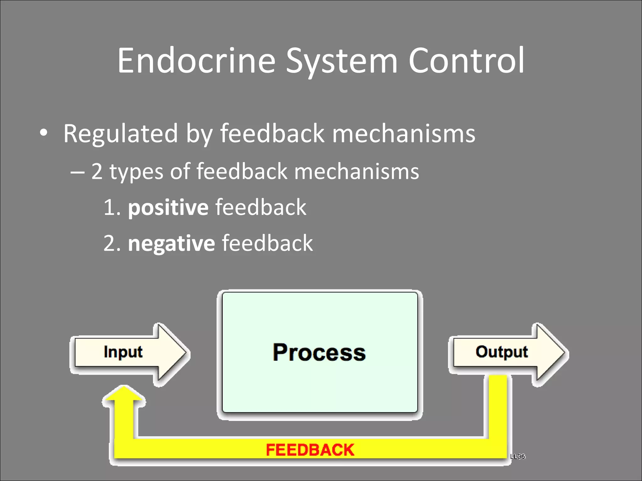 Endocrine System.ppt