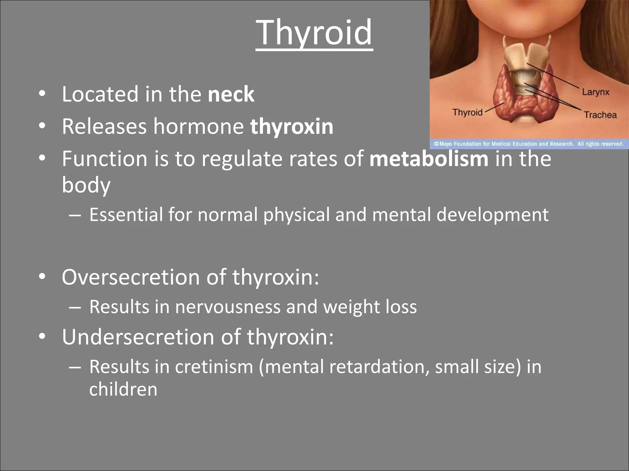 Endocrine System.ppt